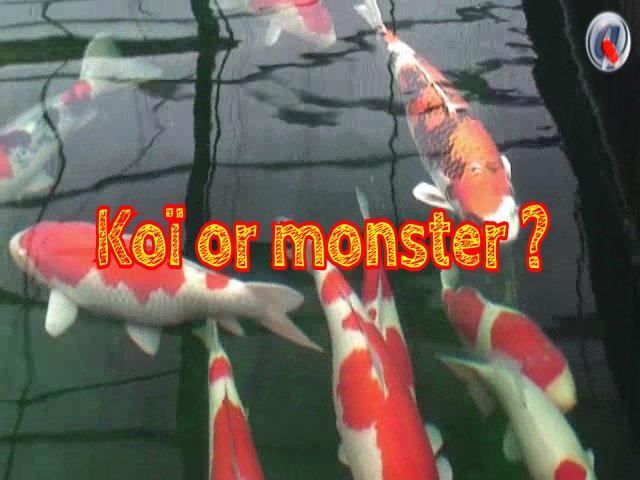 Koï or monster ? – aquatechnobel